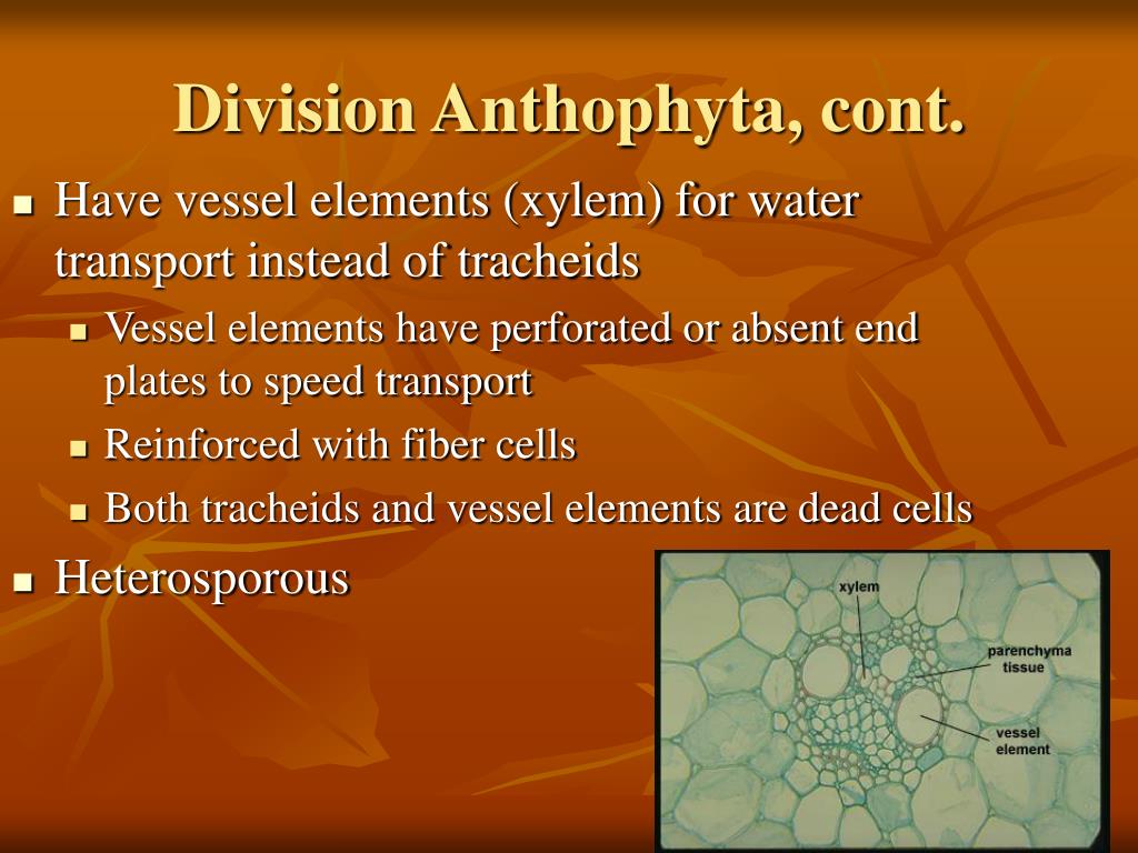 PPT - Chapter 30 Plant Diversity II: Evolution of Seed Plants ...