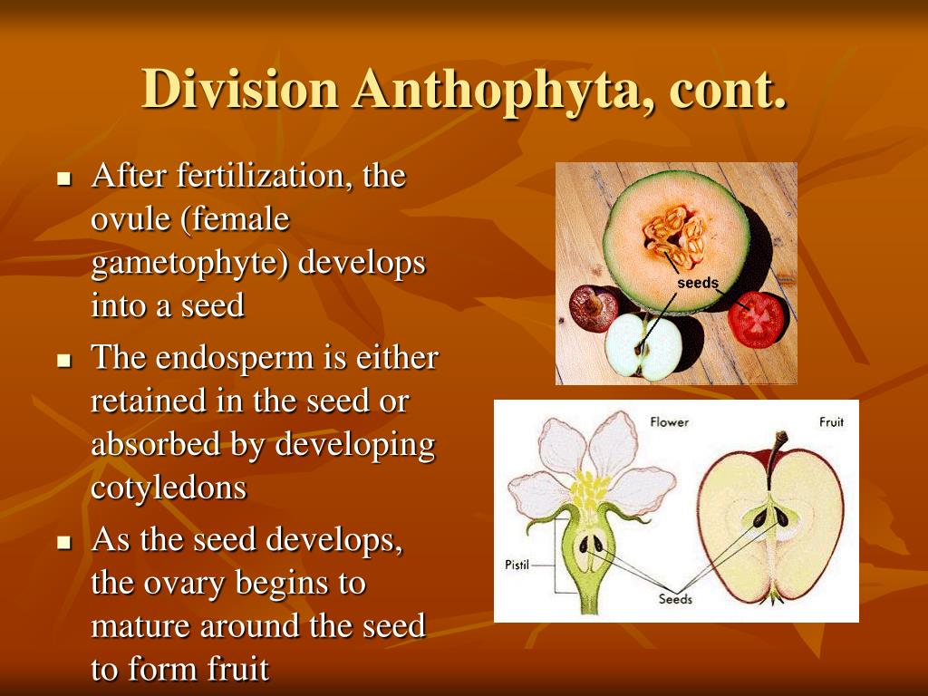 PPT - Chapter 30 Plant Diversity II: Evolution of Seed Plants ...