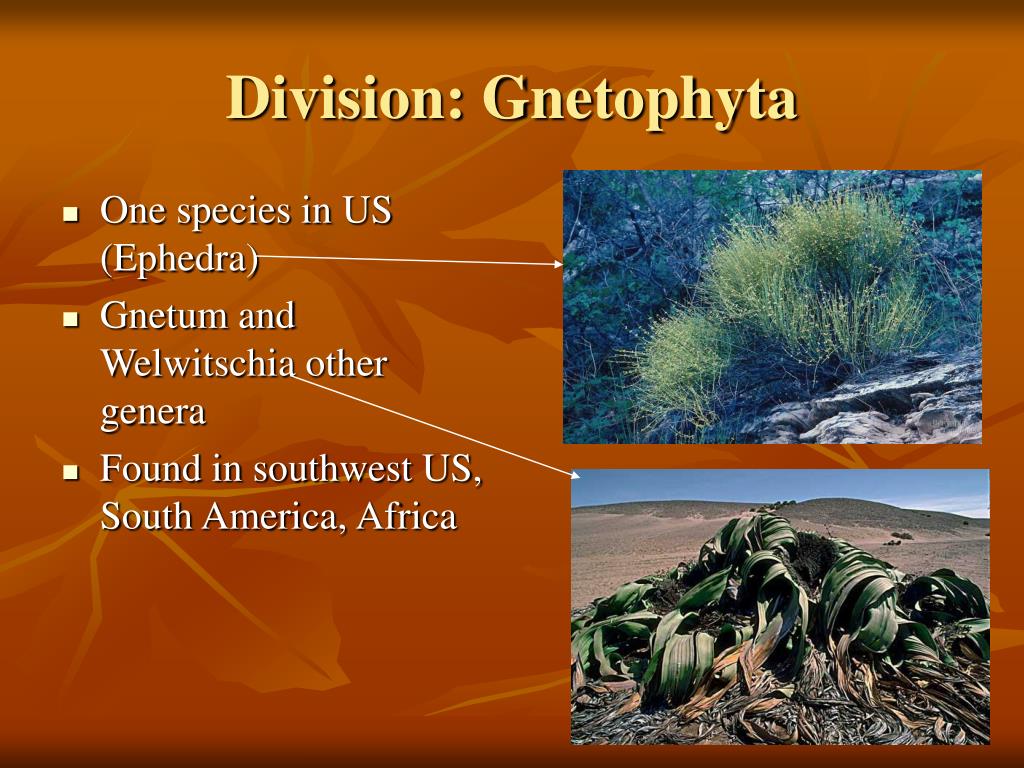 PPT - Chapter 30 Plant Diversity II: Evolution of Seed Plants ...