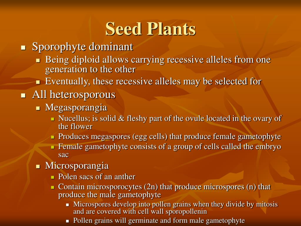 PPT - Chapter 30 Plant Diversity II: Evolution of Seed Plants ...