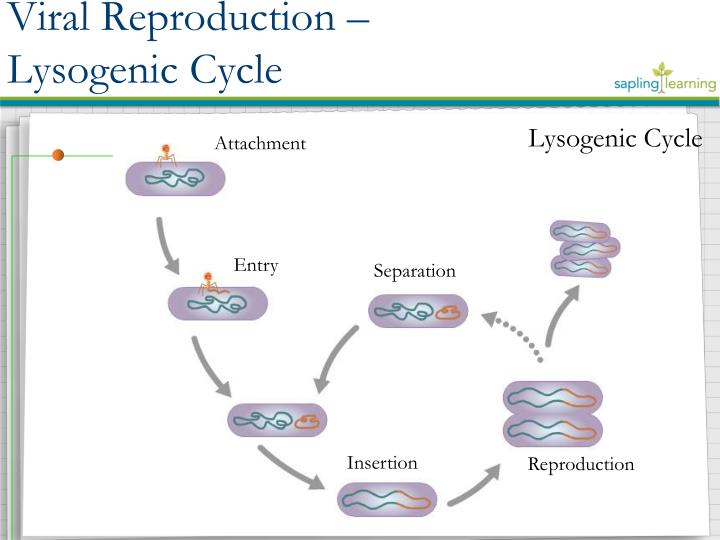 PPT - Viruses PowerPoint Presentation - ID:5938825