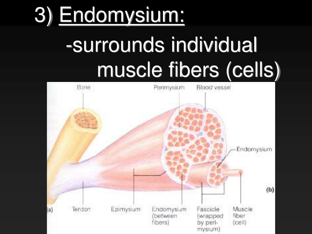 PPT - Advanced Biology Ch 10:Muscle Tissue Ch 11: The Muscular System ...