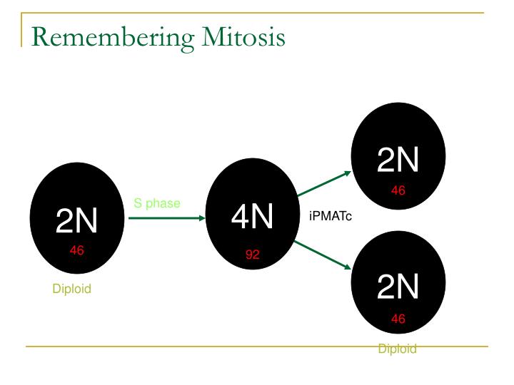 PPT - How are genetic traits inherited? PowerPoint Presentation - ID ...