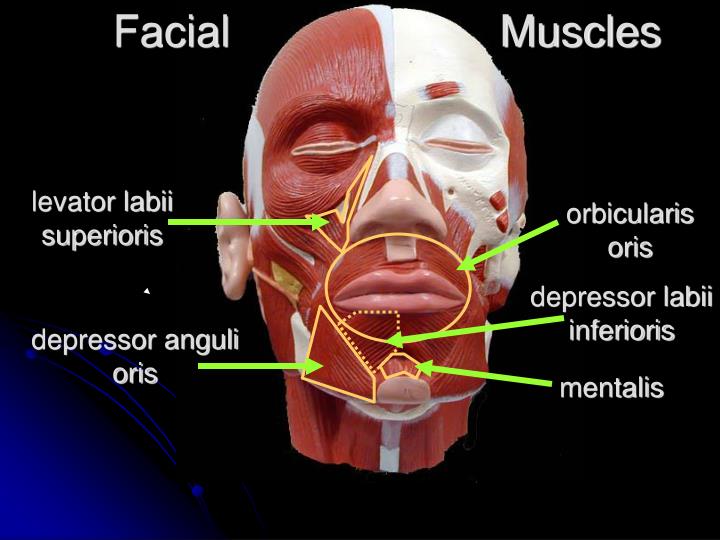 PPT - Head and Neck Muscles PowerPoint Presentation - ID:5942316