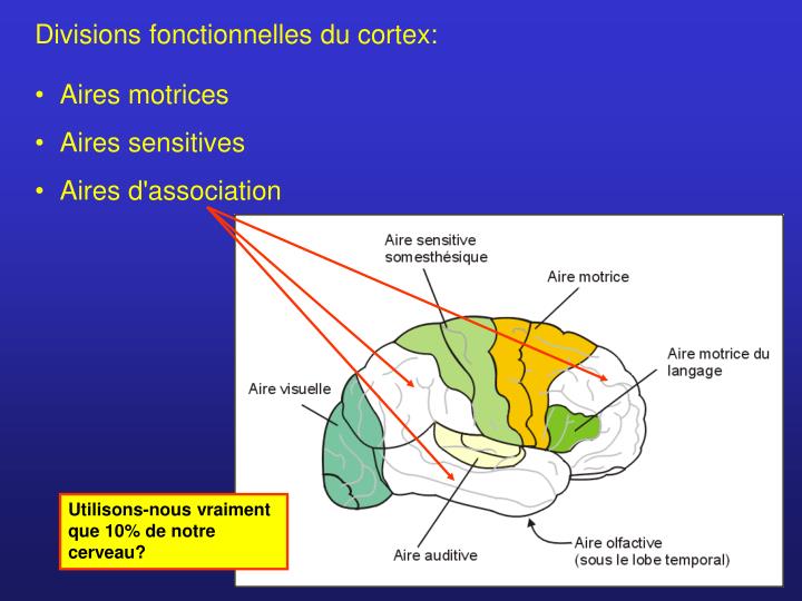 PPT - Chapitre 6 Anatomie fonctionnelle du système nerveux PowerPoint ...