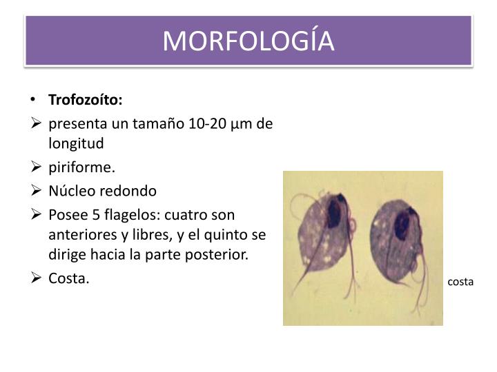 PPT - PARASITOLOGÍA PowerPoint Presentation - ID:5942463