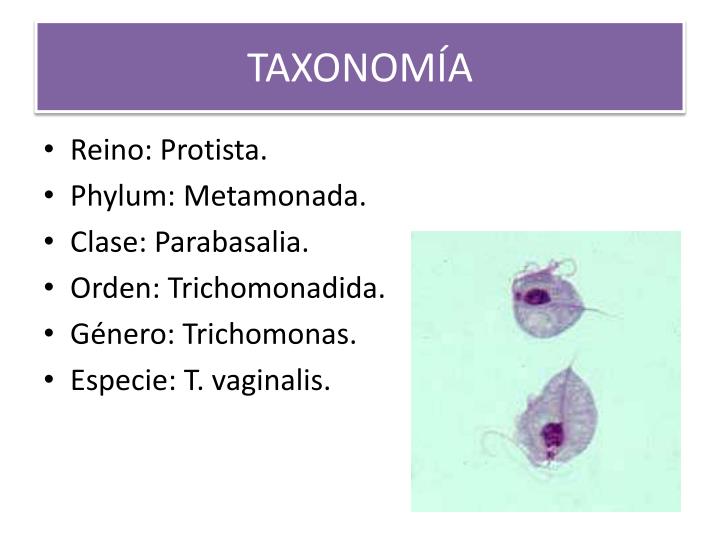 PPT - PARASITOLOGÍA PowerPoint Presentation - ID:5942463