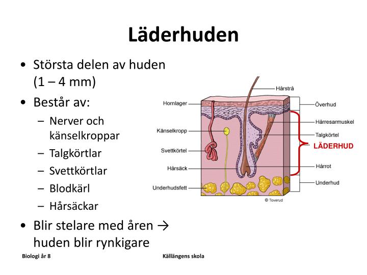 PPT - HUDEN PowerPoint Presentation - ID:5942517