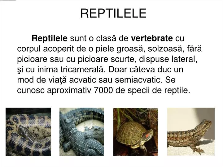 PPT - REPTILELE PowerPoint Presentation, free download - ID:5943328