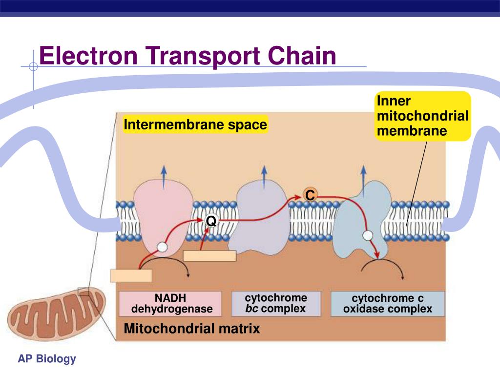 PPT - Cellular Respiration Stage 4: Electron Transport Chain PowerPoint ...