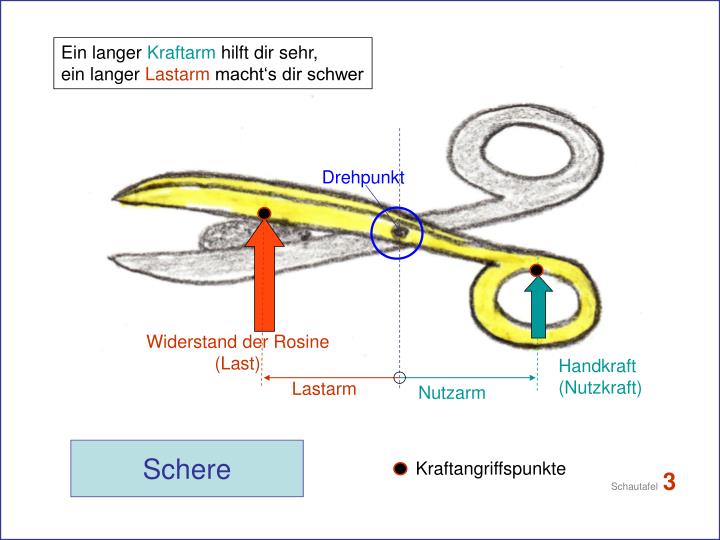 PPT - Nagelklaue oder Kuhfuss PowerPoint Presentation - ID:5949146