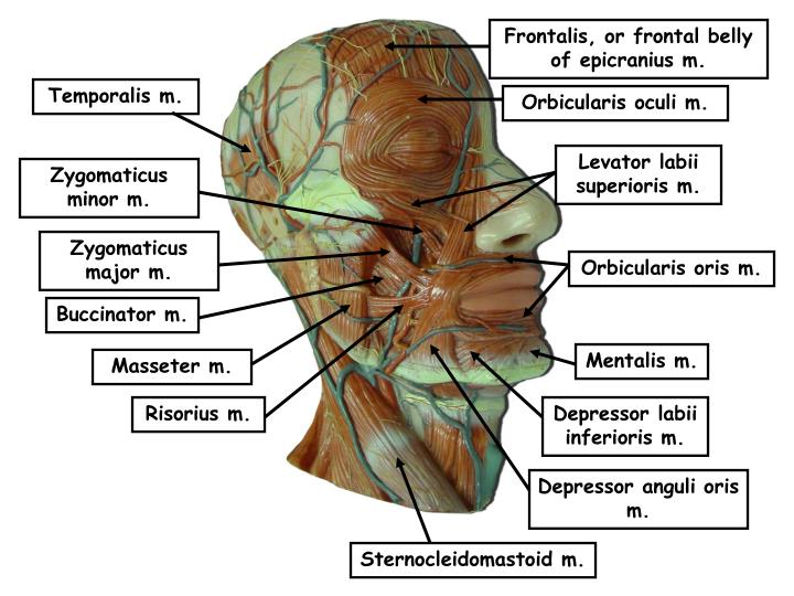 PPT - Which of the muscles visible in this figure would you label as an ...