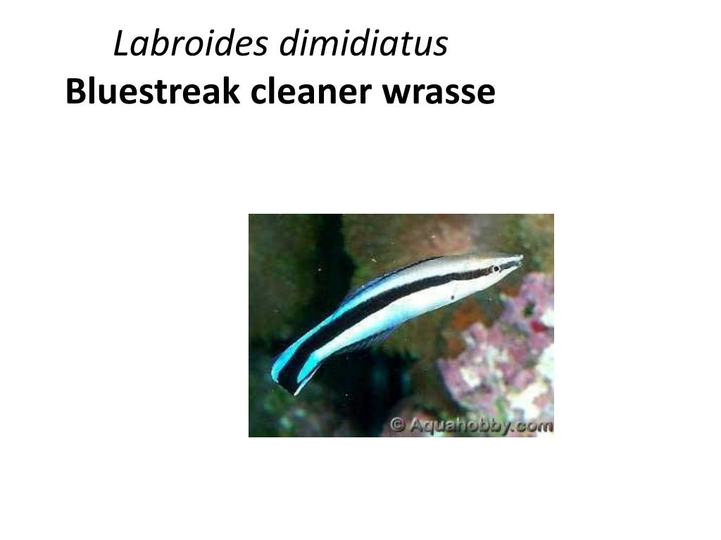 PPT - Exploring Fish Cleaners and Cleaning Stations: Manta Rays and ...