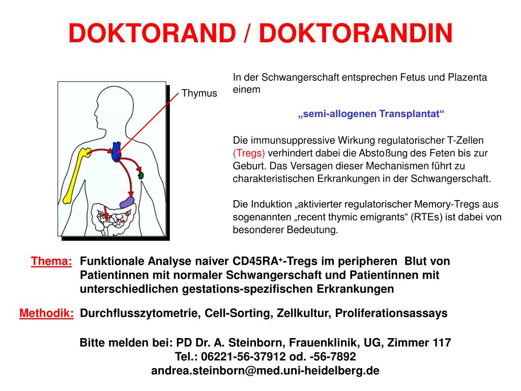 PPT - DOKTORAND / DOKTORANDIN PowerPoint Presentation, free download ...