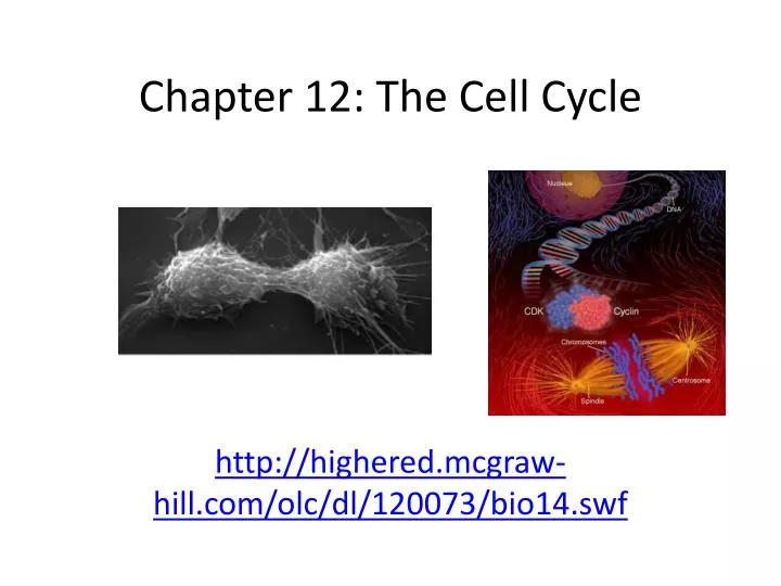 PPT - Chapter 12: The Cell Cycle PowerPoint Presentation, free download ...