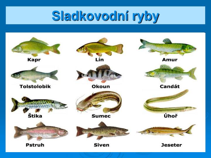 PPT - Ryby PowerPoint Presentation - ID:5959588