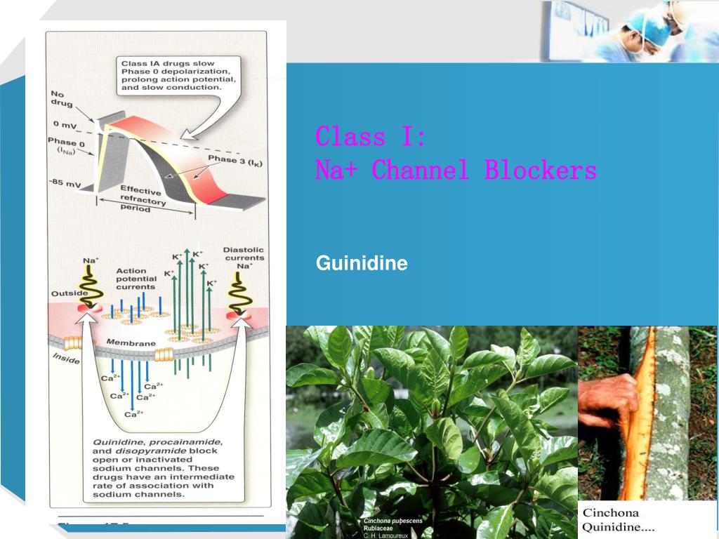 PPT - PHARMACOLOGY OF ANTI-ARRHYTHMICS PowerPoint Presentation, free ...