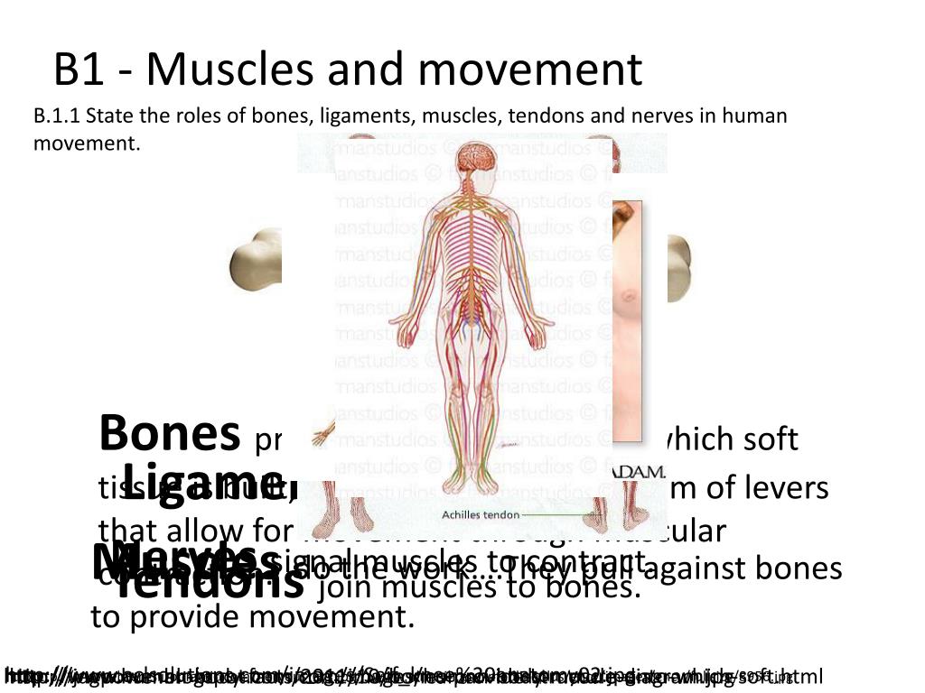 PPT - Option B – Muscles Movement and Fitness PowerPoint Presentation ...