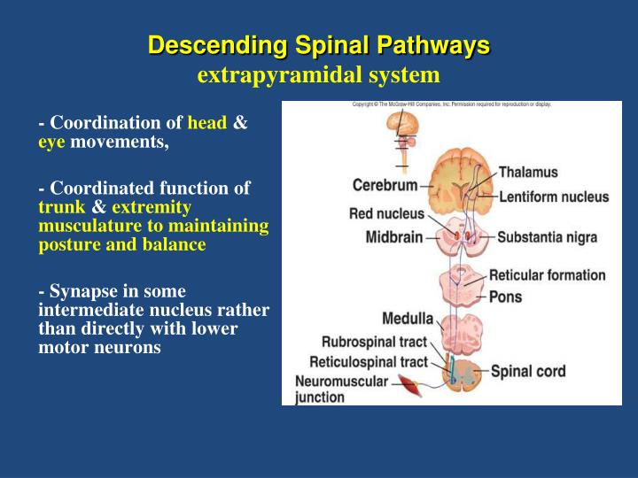 PPT - MOTOR AREAS EXTRAPYRAMIDAL SYSTEM PowerPoint Presentation - ID ...