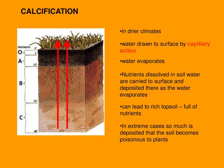 PPT - SOILS PowerPoint Presentation - ID:5965932