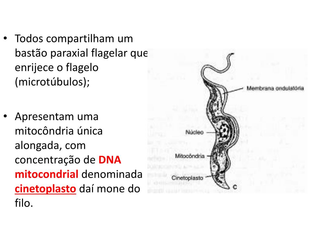 PPT - Filo Kinetoplastida Exemplares: Trypanossoma sp Leishmania sp ...
