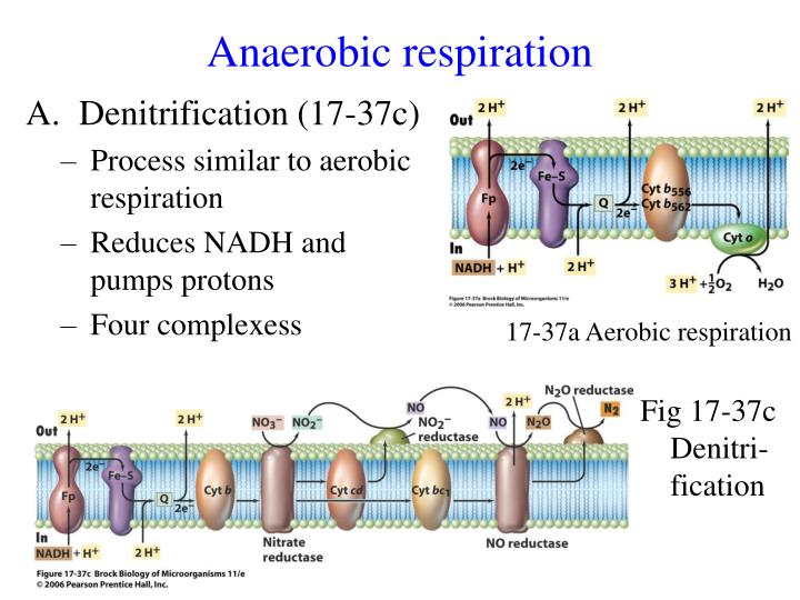 PPT - Anaerobic respiration PowerPoint Presentation - ID:5967070