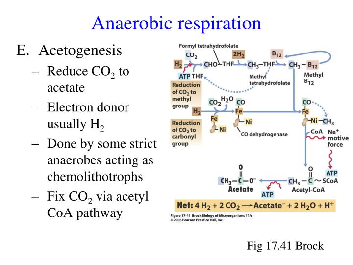 PPT - Anaerobic respiration PowerPoint Presentation - ID:5967070