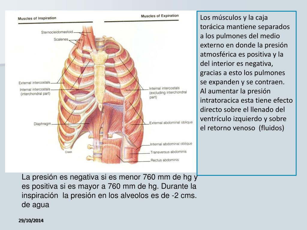PPT - DINAMICA DE LOS LIQUIDOS CORPORALES PowerPoint Presentation, free ...