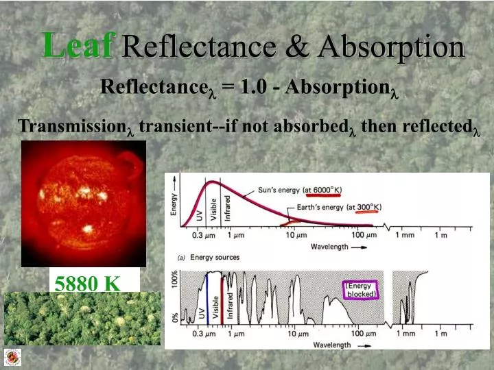 PPT - Leaf Reflectance & Absorption PowerPoint Presentation, free ...
