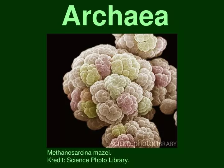 Archaea Energy