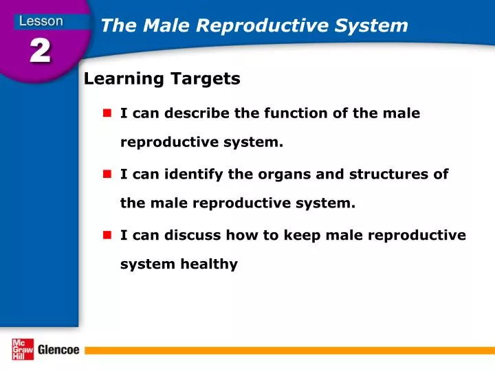Ppt The Male Reproductive System Powerpoint Presentation Free