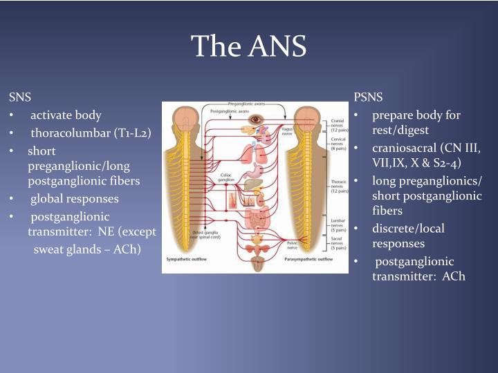 PPT - AUTONOMIC NEUROPATHY IN DIABETES PowerPoint Presentation - ID:5974240