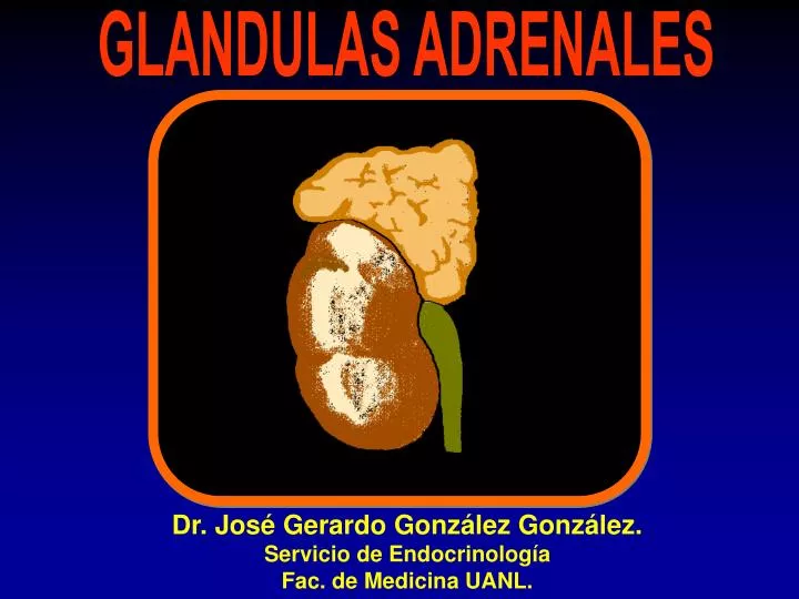 PPT - GLANDULAS ADRENALES PowerPoint Presentation, free download - ID ...
