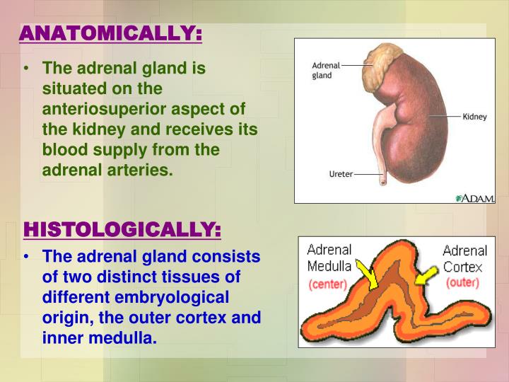 PPT - Biochemistry of Addison’s Disease PowerPoint Presentation - ID ...