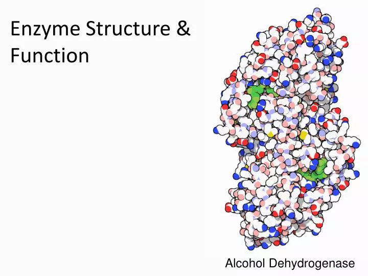 Enzymes Structure Classification And Function Enzymes Structure Classification And Function