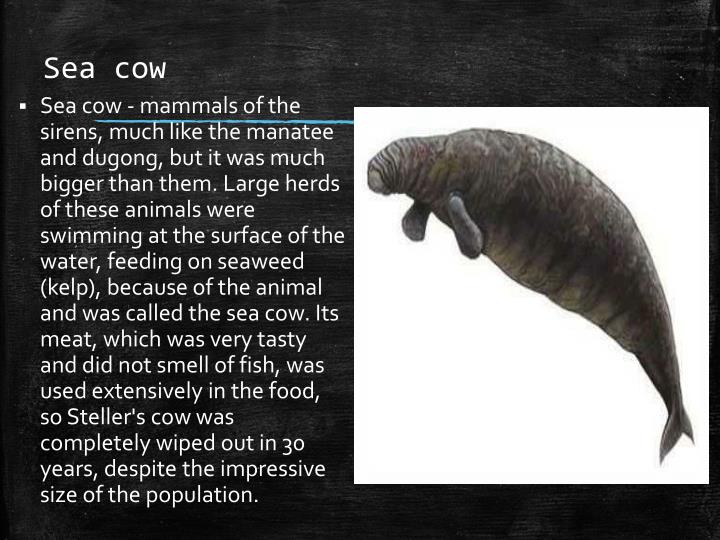 PPT - Rare animals PowerPoint Presentation - ID:5982727