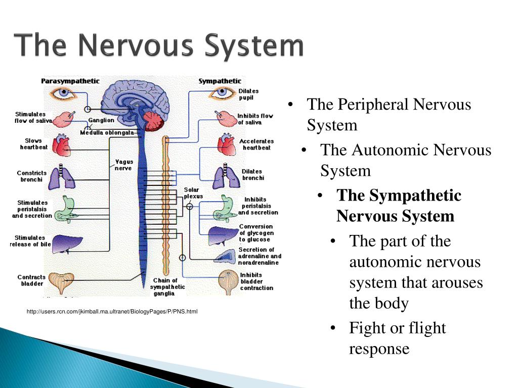 Somatic Nervous System Diagram Somatic Nervous System Diagram