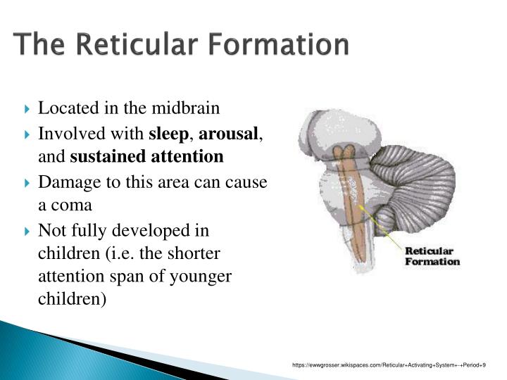PPT - The Nervous System and The Brain PowerPoint Presentation - ID:5986027