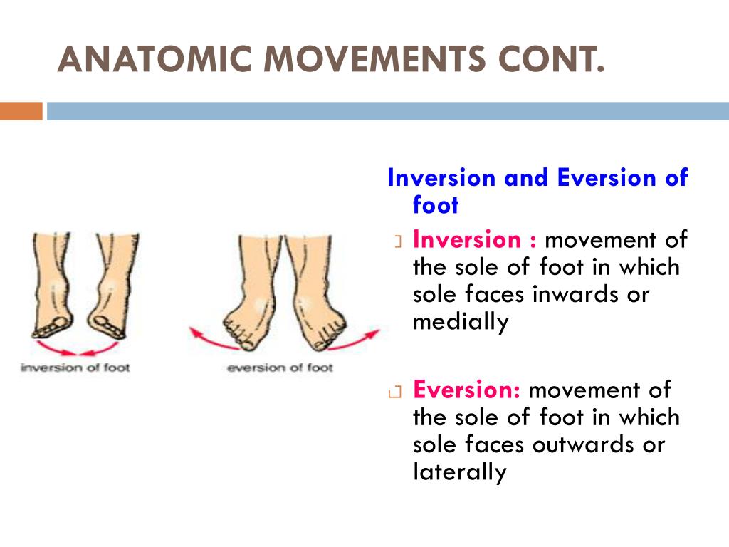 PPT - MEDICAL TERMINOLOGY ANATOMY PowerPoint Presentation, free ...