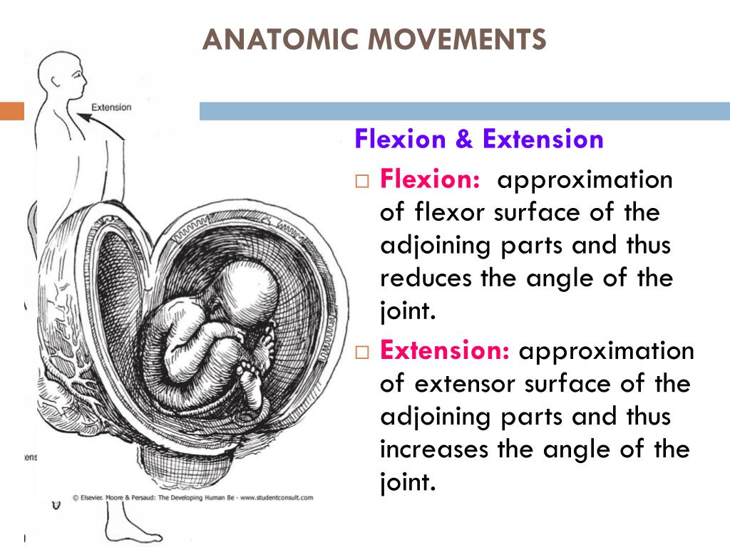 PPT - MEDICAL TERMINOLOGY ANATOMY PowerPoint Presentation, free ...