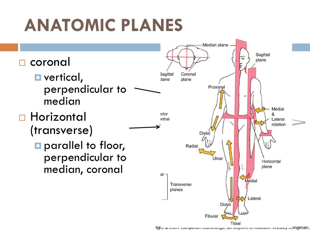 PPT - MEDICAL TERMINOLOGY ANATOMY PowerPoint Presentation, free ...