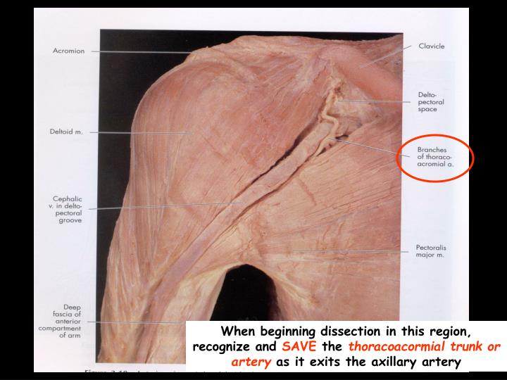 PPT - DISSECTION OF THE PECTORAL REGION AND AXILLA Make certain you ...