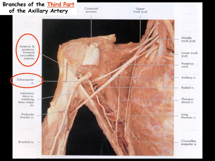 PPT - DISSECTION OF THE PECTORAL REGION AND AXILLA Make certain you ...