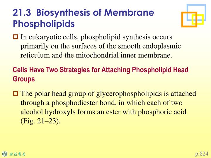 PPT - PRINCIPLES OF BIOCHEMISTRY PowerPoint Presentation - ID:5989607