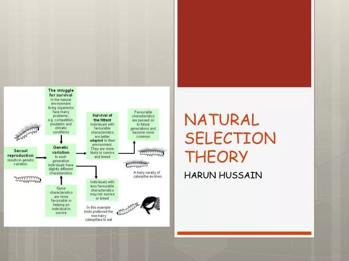 PPT - NATURAL SELECTION THEORY PowerPoint Presentation, free download ...