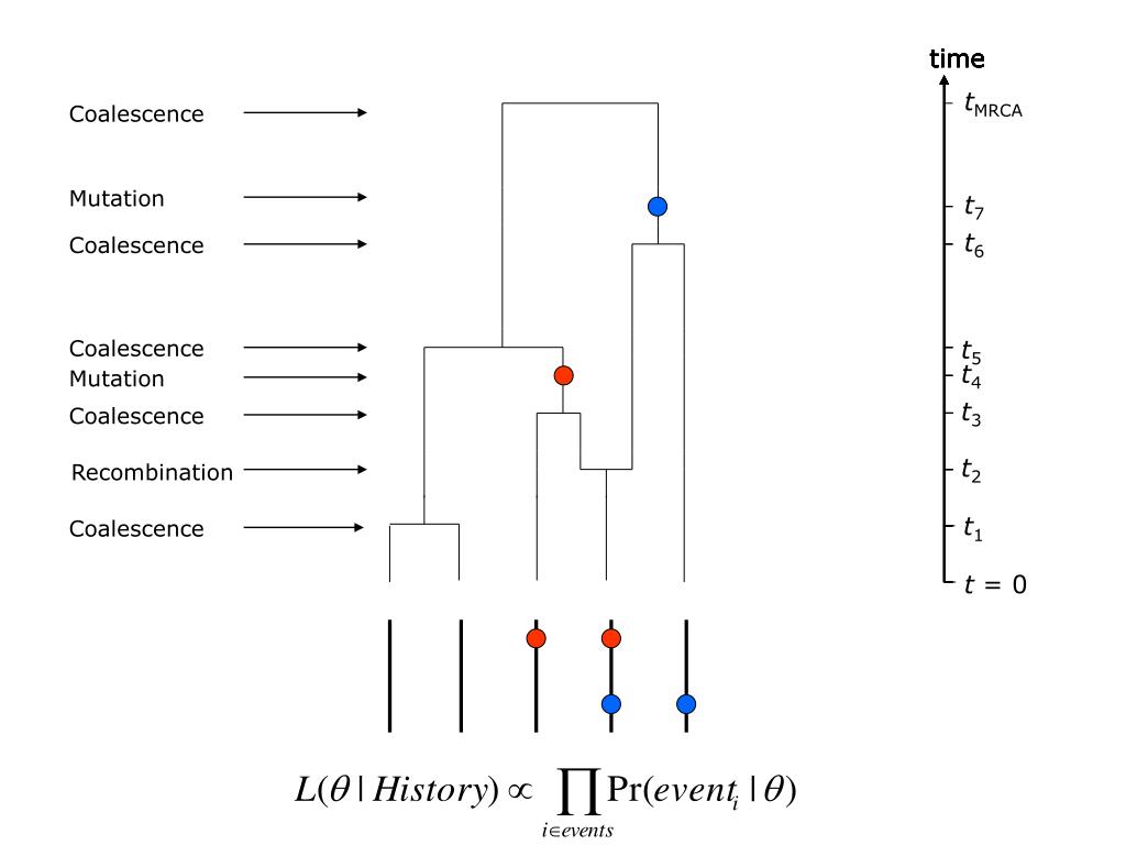 PPT - Approximate genealogical inference PowerPoint Presentation, free ... PPT - Approximate genealogical inference PowerPoint Presentation, free ...