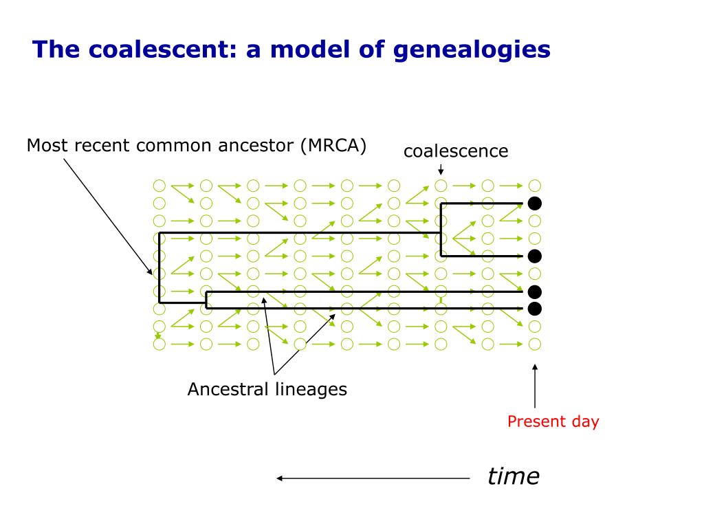 PPT - Approximate genealogical inference PowerPoint Presentation, free ... PPT - Approximate genealogical inference PowerPoint Presentation, free ...