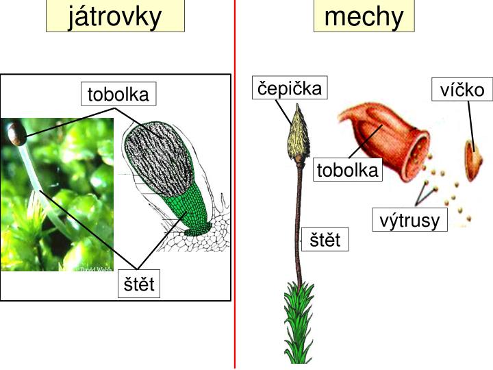 PPT - MECHOROSTY PowerPoint Presentation - ID:5992245
