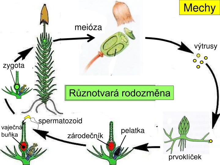 PPT - MECHOROSTY PowerPoint Presentation - ID:5992245