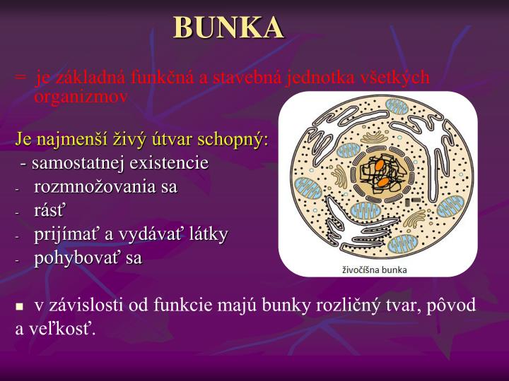 PPT - ŽIVOČÍŠNA BUNKA PowerPoint Presentation - ID:5992323